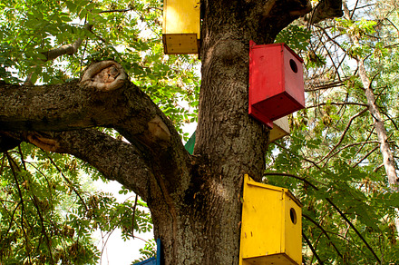 Rimy tree in dim landscape, a Nature Photo by Unigraph