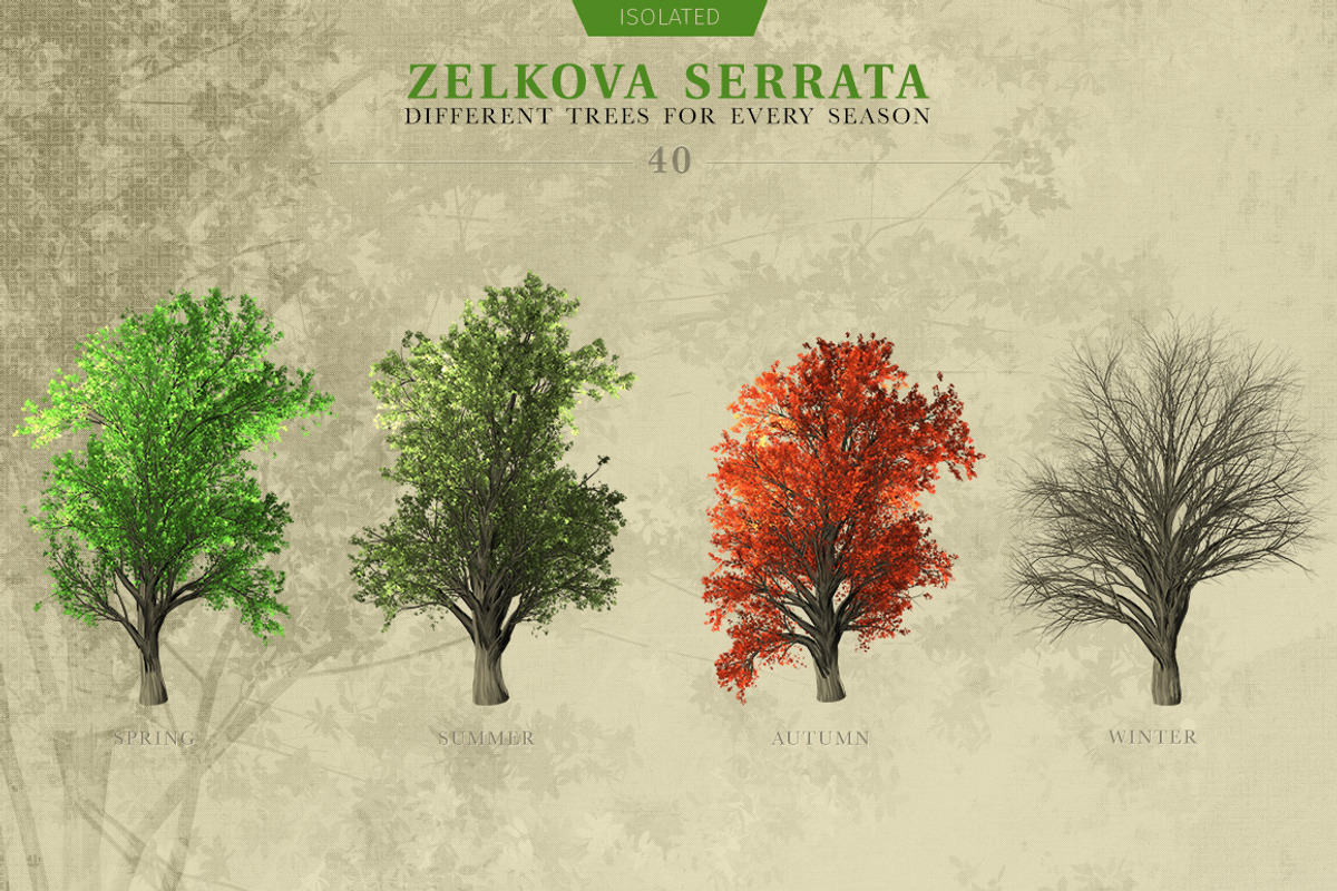 Zelkova Serrata Trees, an Object Graphic by Athlos ArtLab
