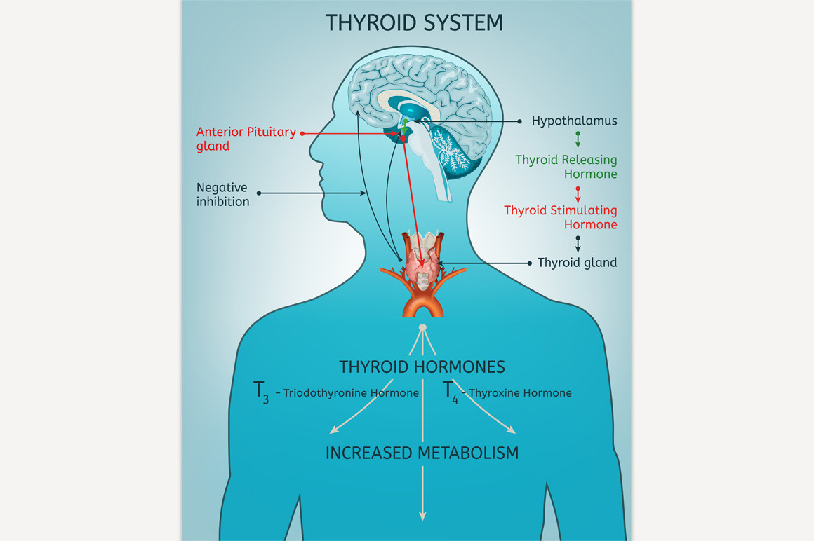 Thyroid System Poster, a Healthcare Illustration by Anna's Shop