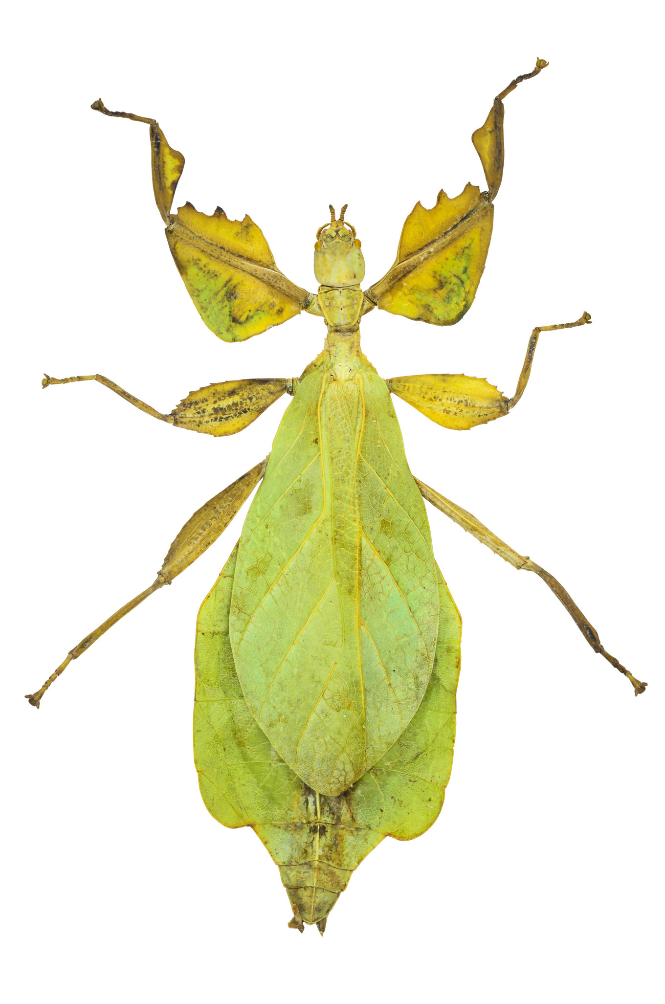 Phyllium sicipholium, leaf insect, an Animal Photo by WindWalker