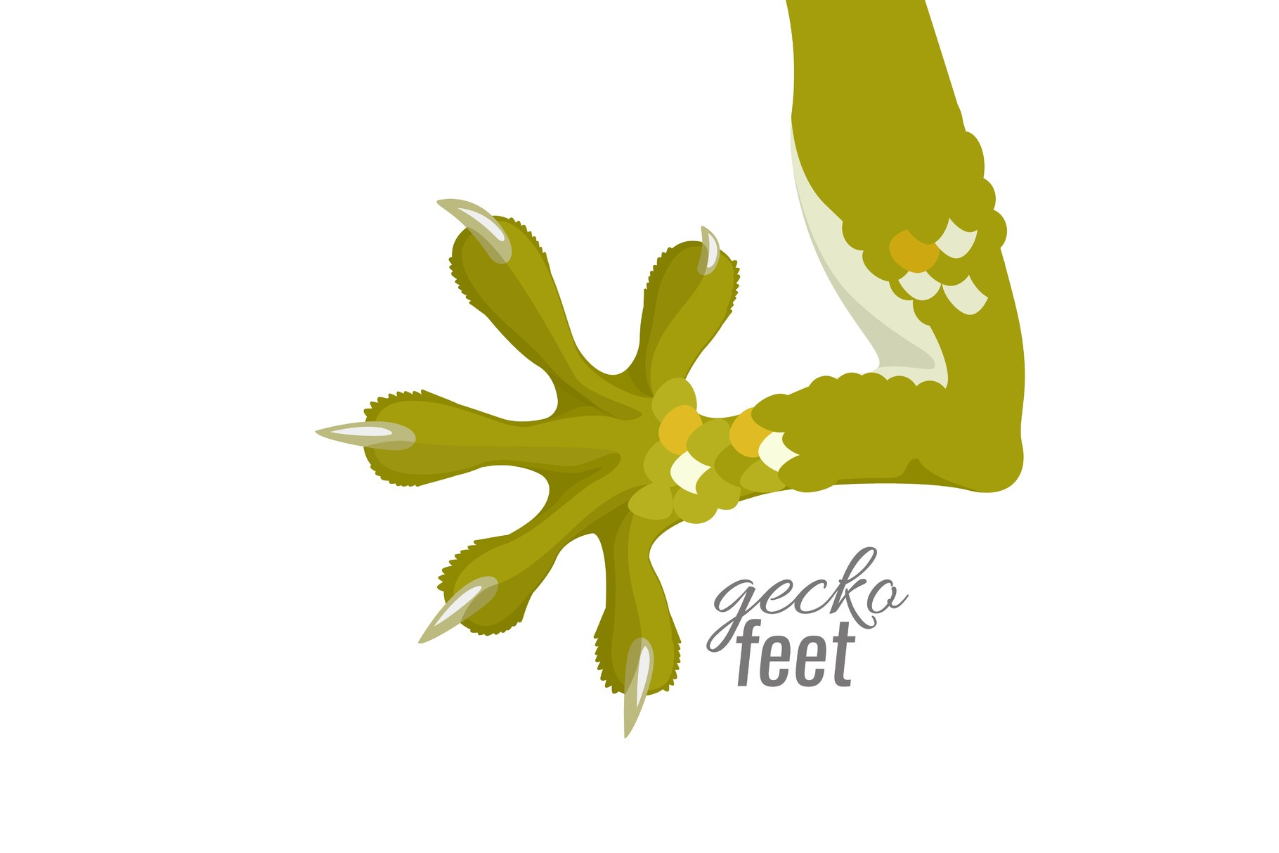 Gecko feet. Reptile lizard animal, an Animal Illustration by Shanvood