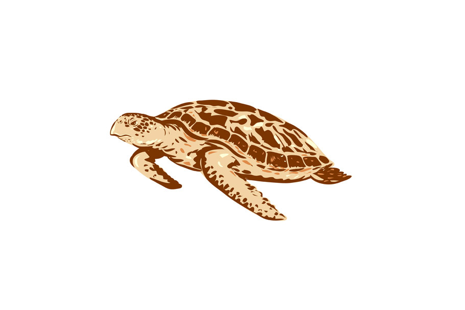 Hawksbill Sea Turtle WPA Art, an Animal Illustration by patrimonio