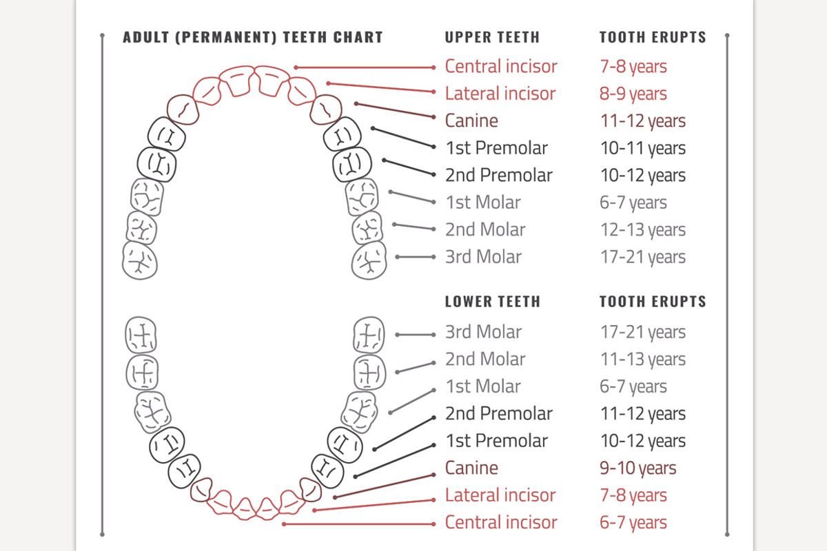 Adult Teeth Chart, an Education Illustration by Anna's Shop