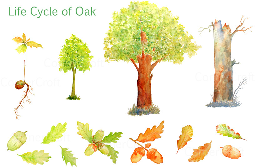 Watercolor Oak Tree Life Cycle, an Illustration by Corner Croft