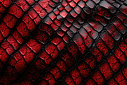 A vibrant red and black snake skin b, a Photo by Iftikhar Alam