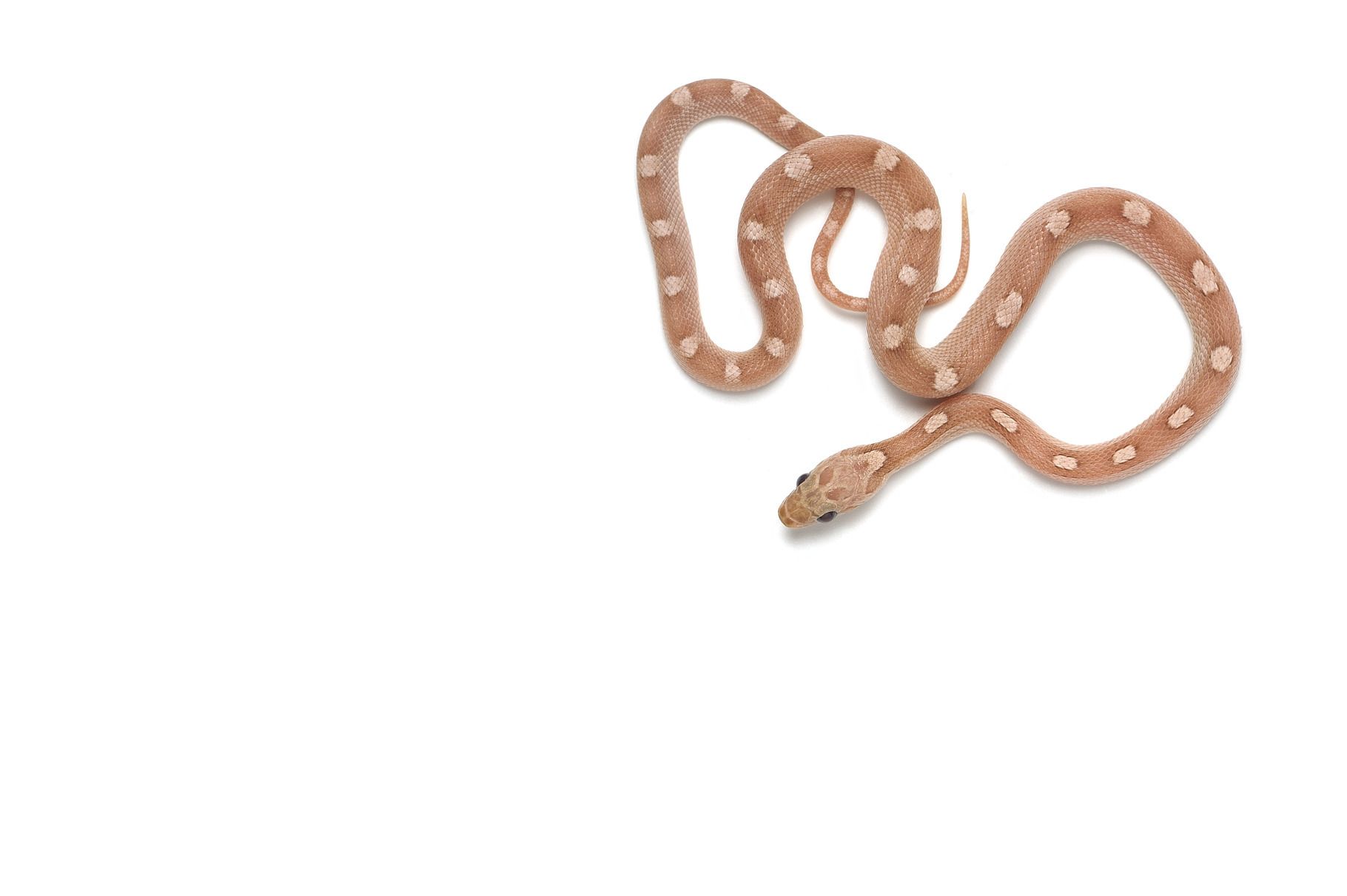 Corn snake isolated on white containing aggression, albino, and animal ...