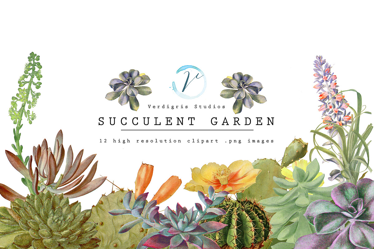 Vintage Succulent and Cactus Clipart, an Illustration by Verdigris Studios