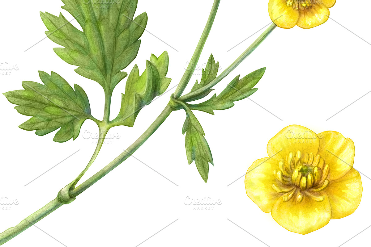 Buttercup Pencil Illustration, an Illustration by Anna Repp Illustration