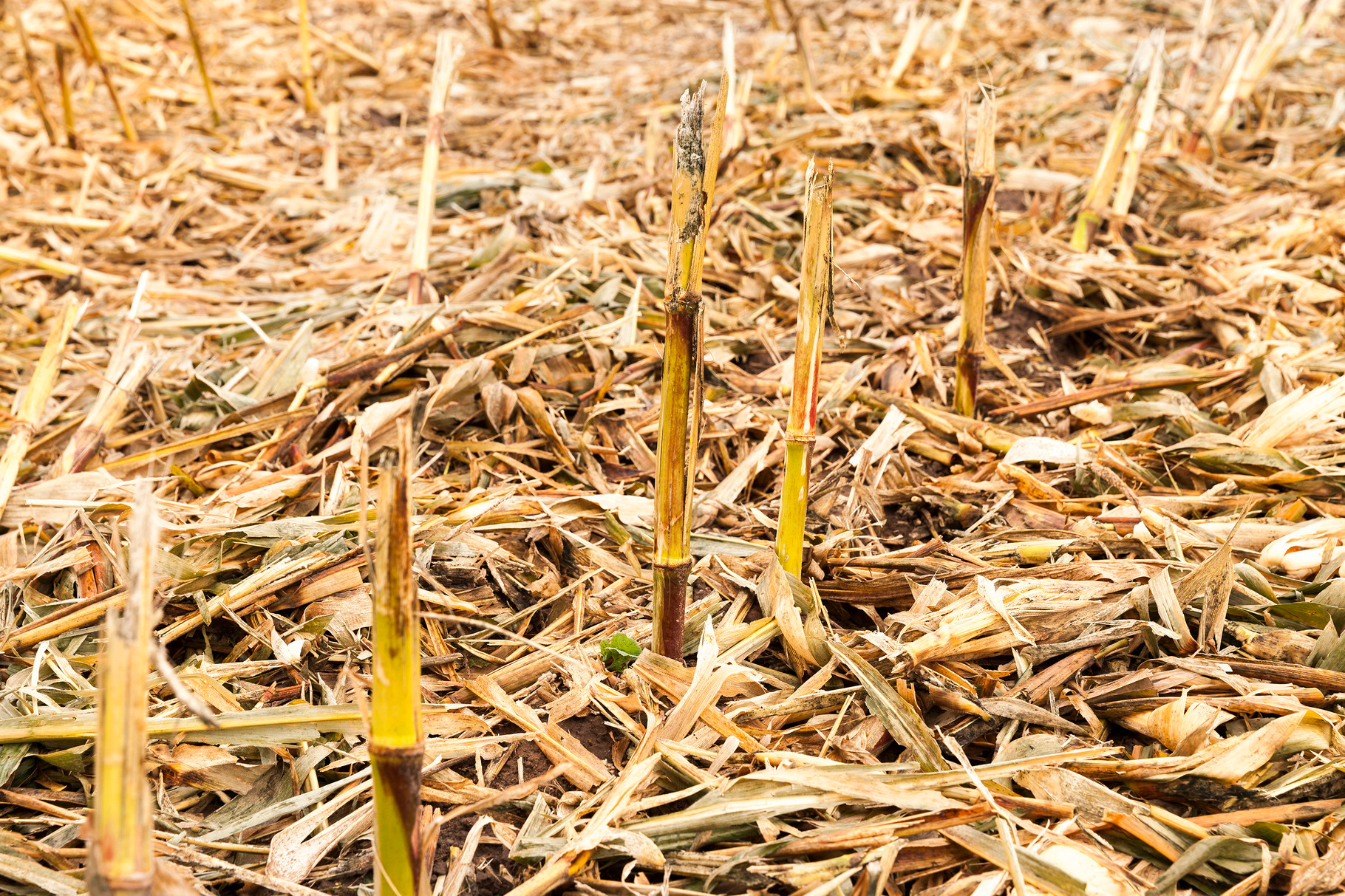 husks and leaves of corn Autumn, a Nature Photo by rsooll