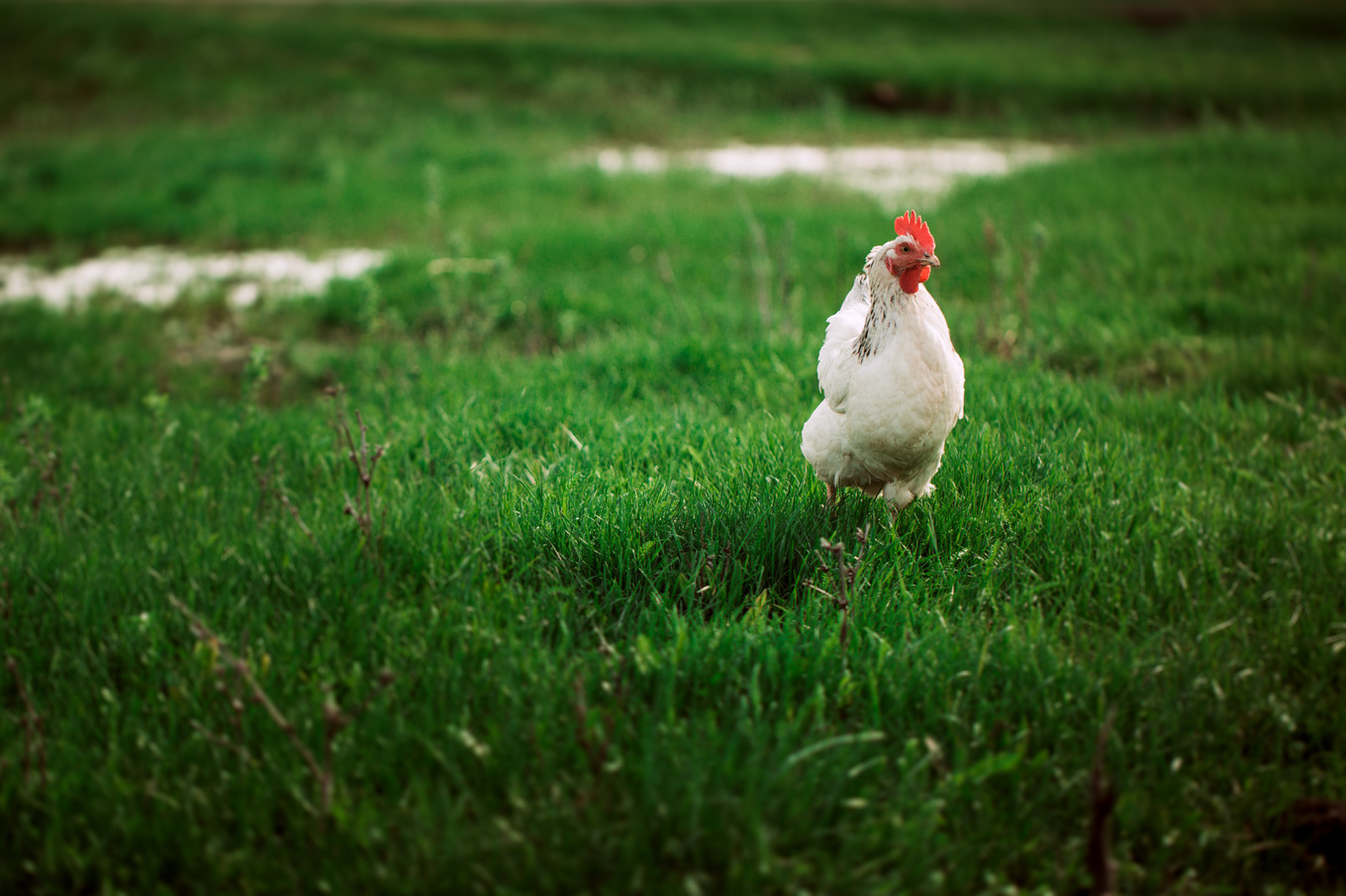 Rustic chicken white coloring on a background of grass featuring grass ...