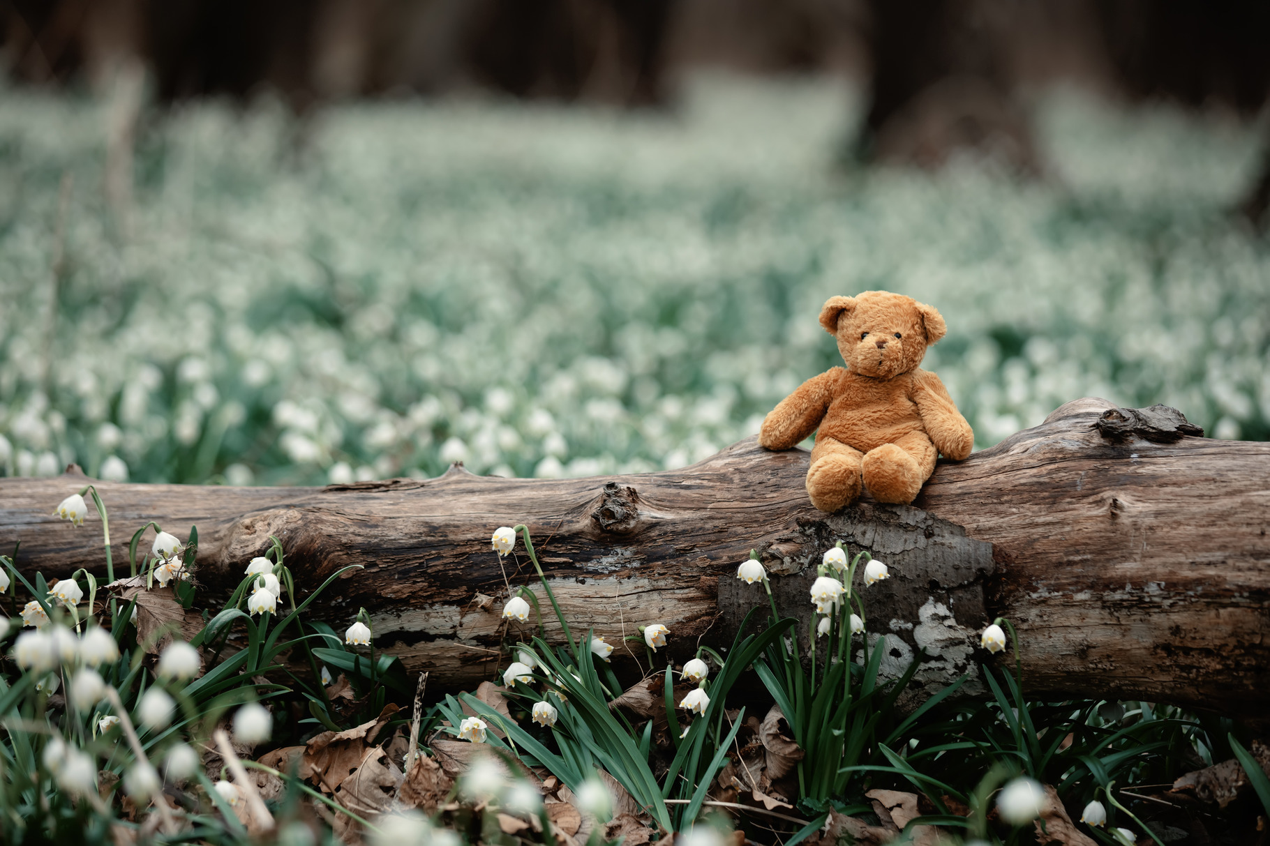 teddy bear on meadow of snowdrops in a forest | Nature Stock Photos ...