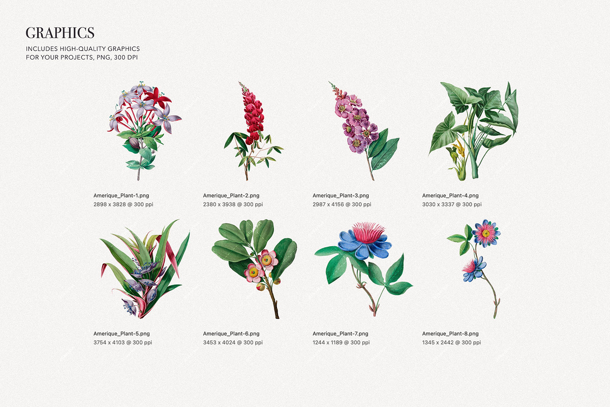 Elegant Botanical Pattern & Flowers, a Pattern Graphic by likorbut ...