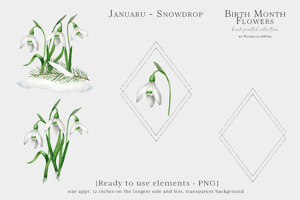 Snowdrop Birth Month Flower Clipart, an Illustration by Ksenia Shmakova
