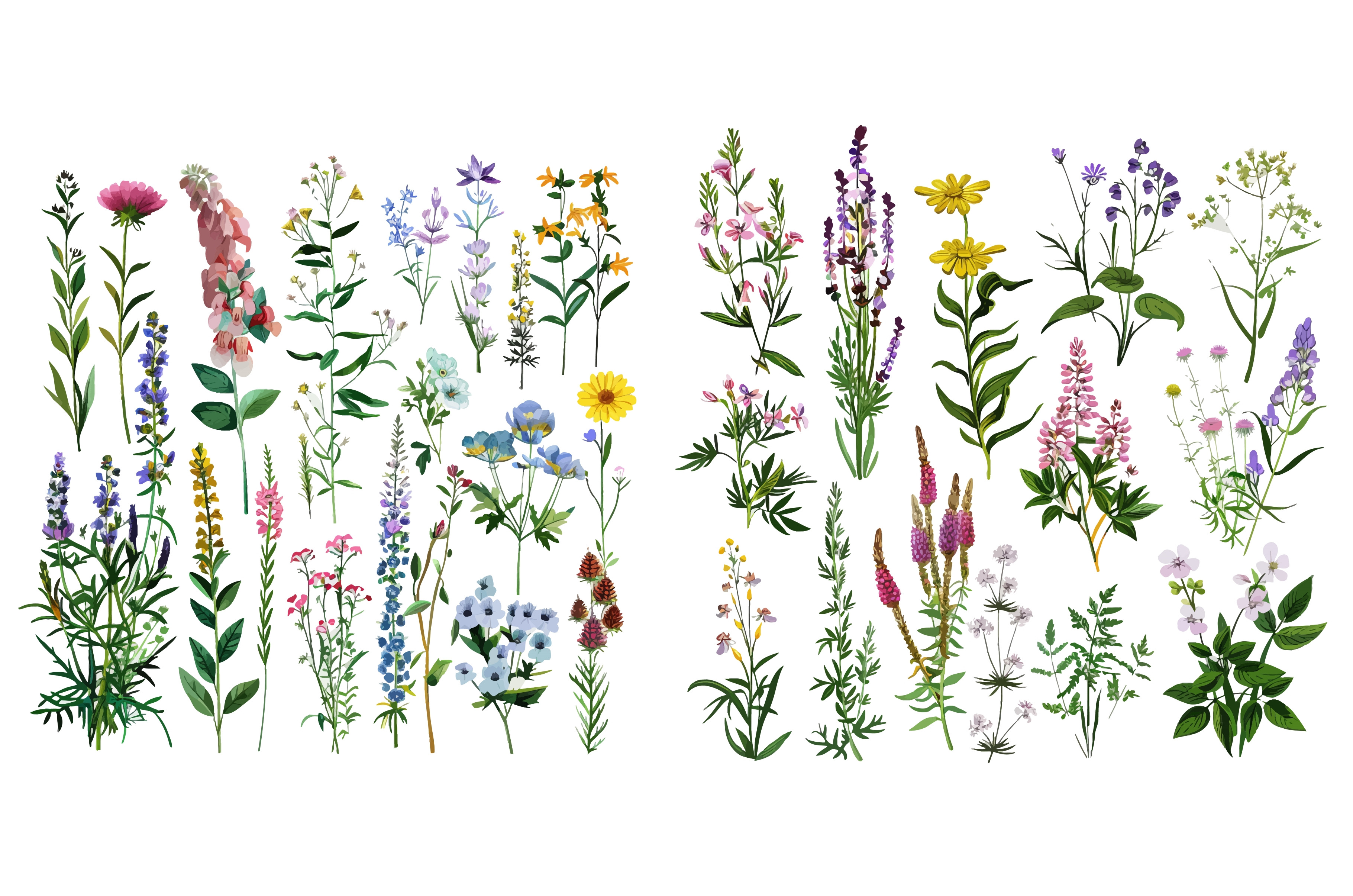 Wild flowers vector collection, an Object Illustration by ZinetroN ...