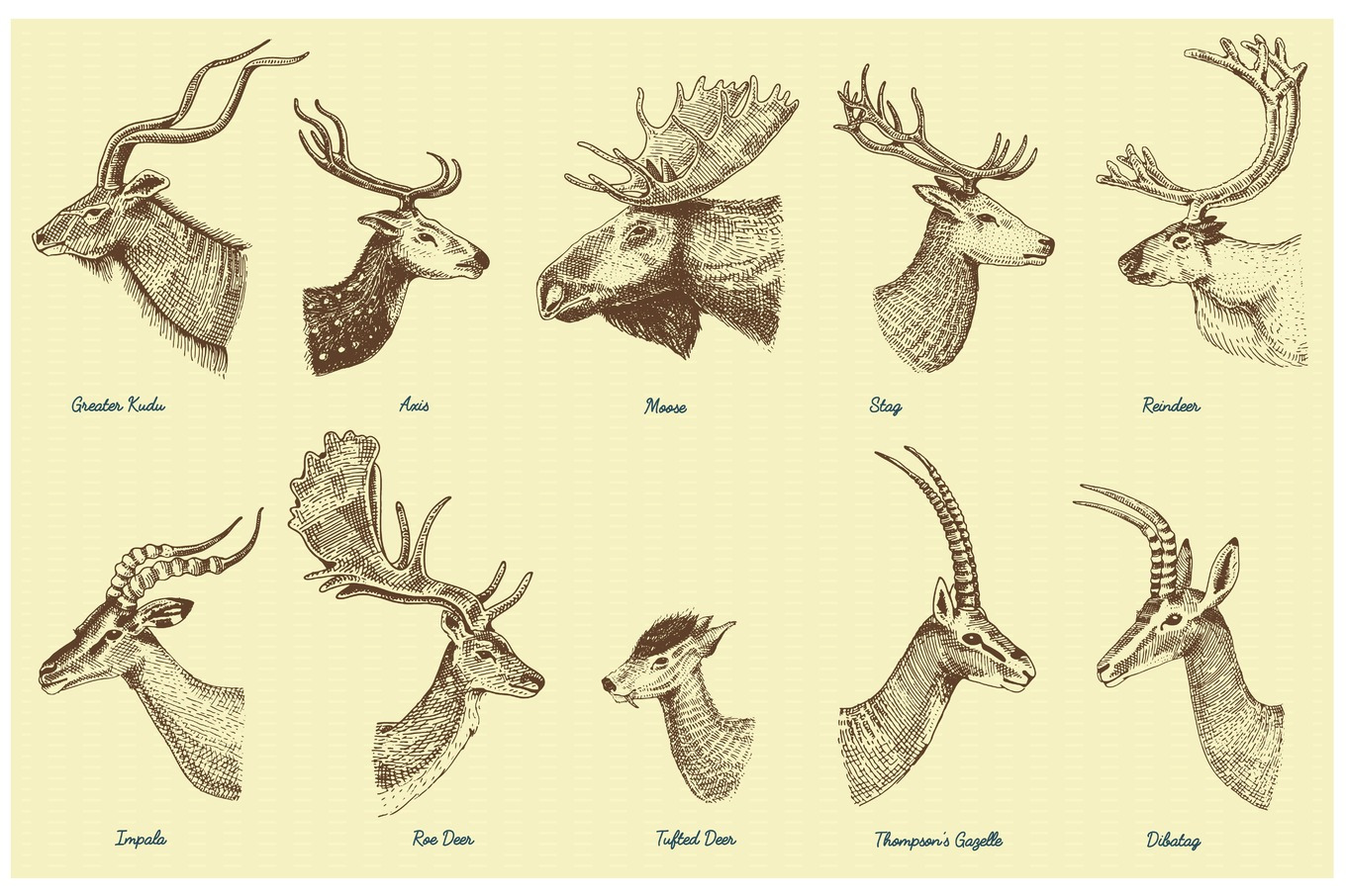 Big set of Horn, antlers Animals moose or elk with impala, gazelle and ...