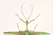 Hand drawn of two-spined mantis, an Animal Illustration by rawpixel