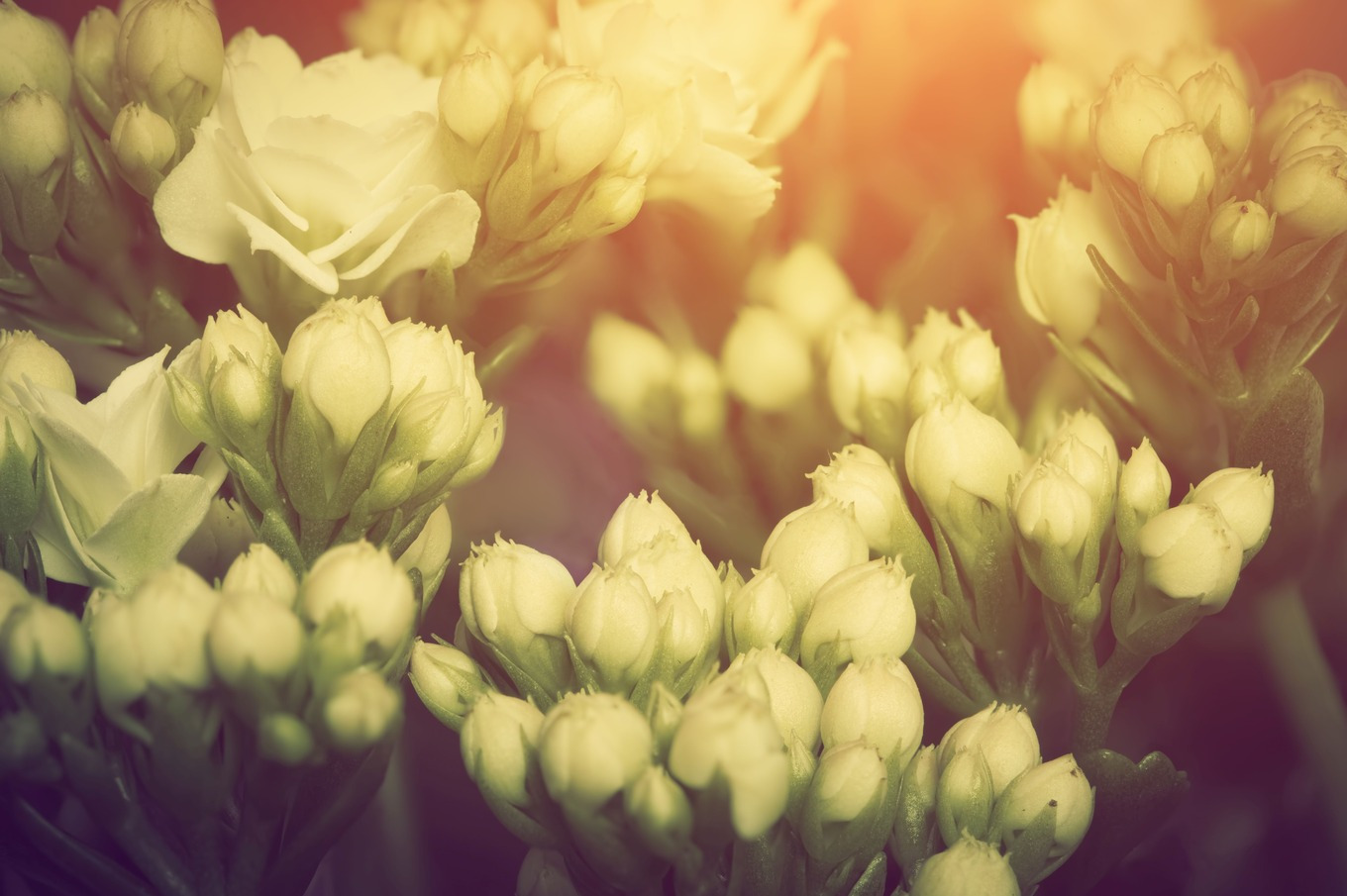Fresh spring flowers | Nature Stock Photos ~ Creative Market