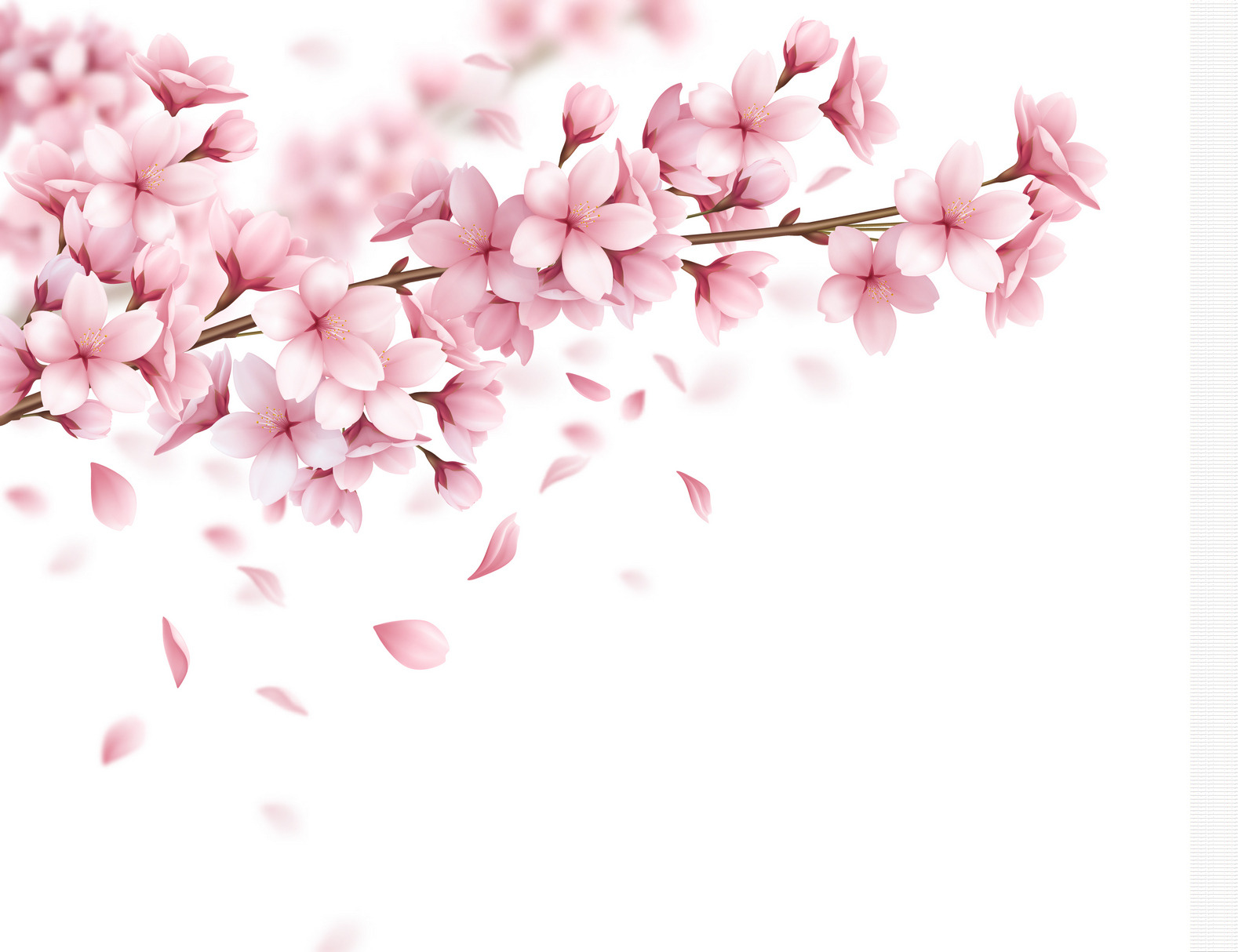 Sakura realistic composition, a Decorative Illustration by Macrovector