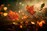 Closeup of falling autumn leaves in park. Fall landscape scene w, a ...