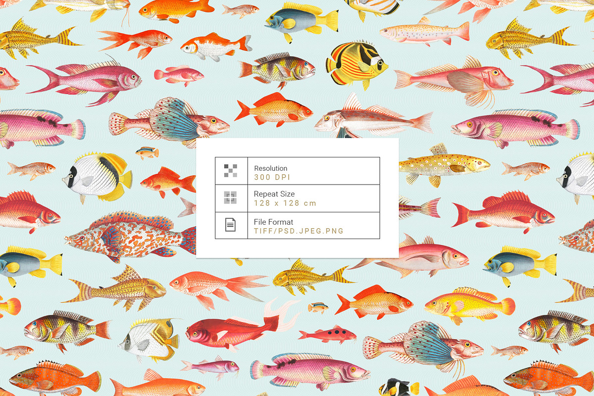 Mulgogi, luxury Fish illustration art.