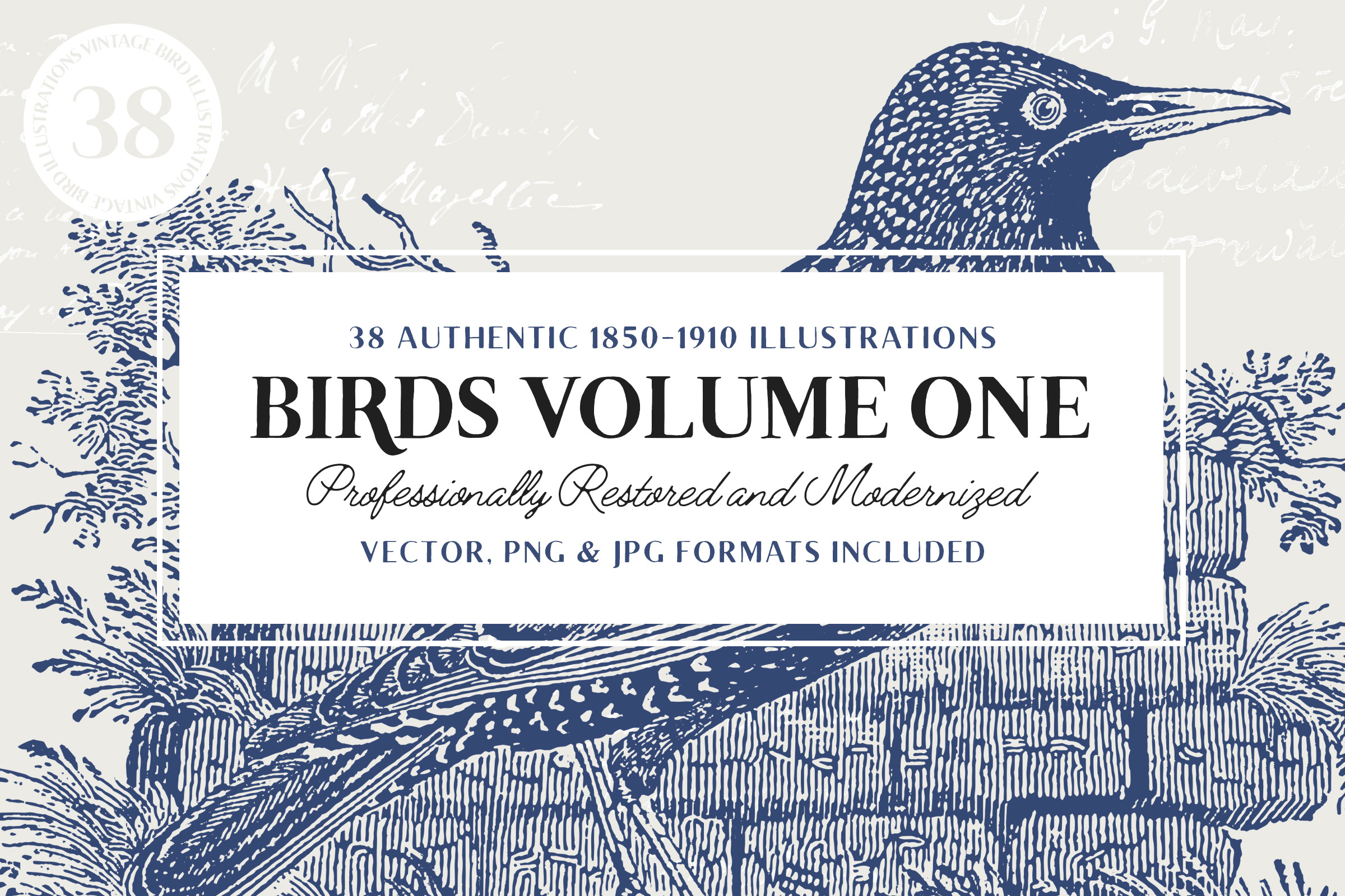 38 Vintage Engravings of Birds, an Illustration by Century Library