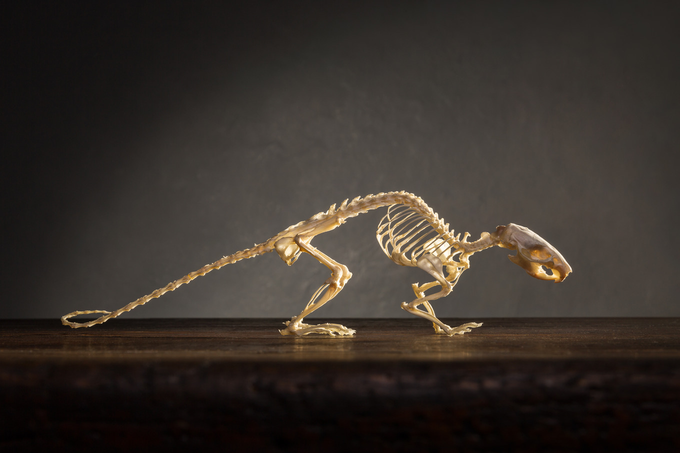 Skeleton of rat on the table | Animal Stock Photos ~ Creative Market
