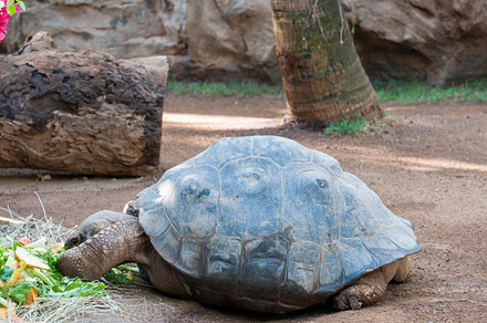 Giant turtle in galapagos islands containing turtle, tortoise, and ...