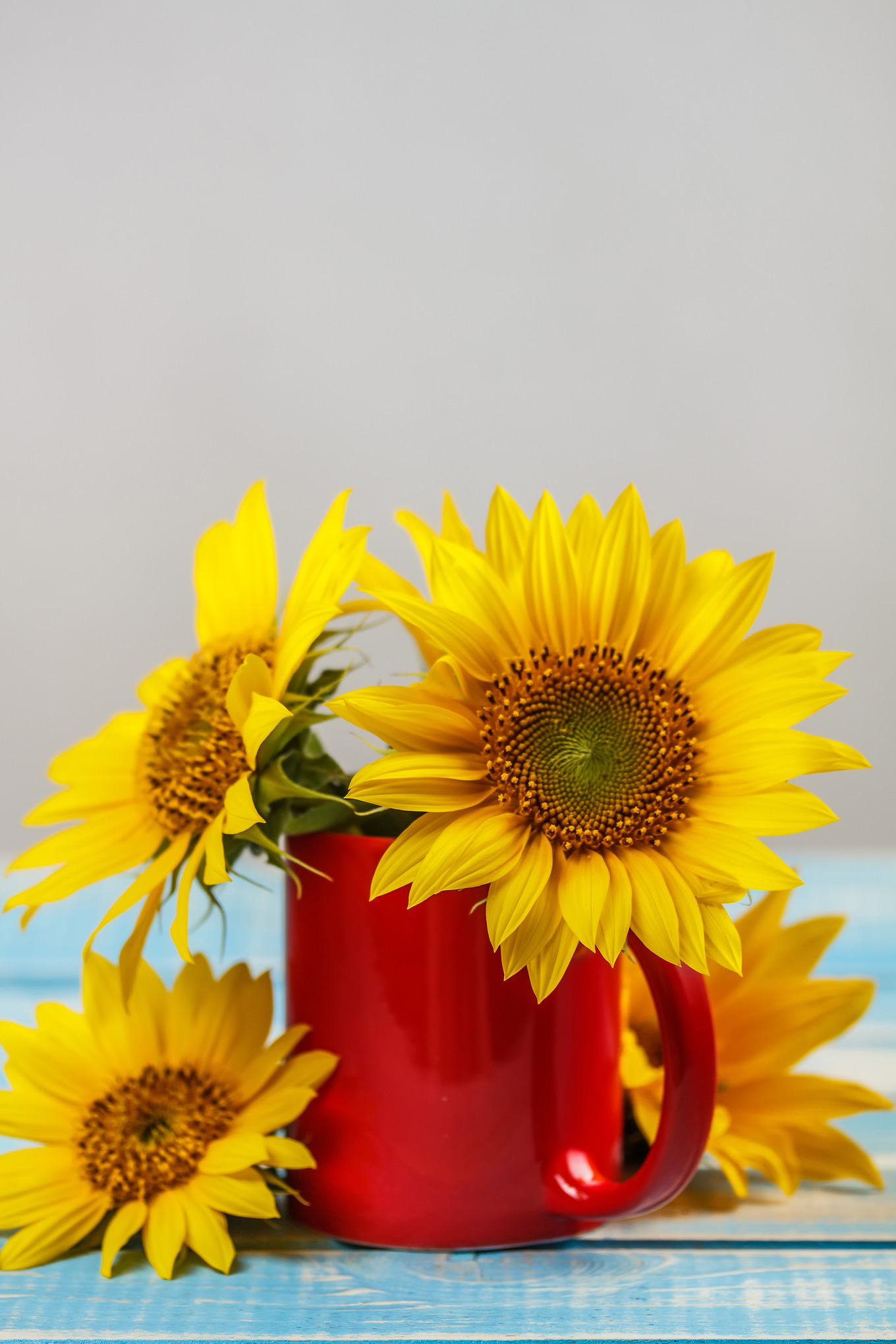 Yellow flowers featuring flowers, yellow, and sunflower, a Nature Photo ...