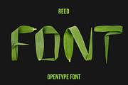 Reed Font, a Font by Handmadefont | Creative Market