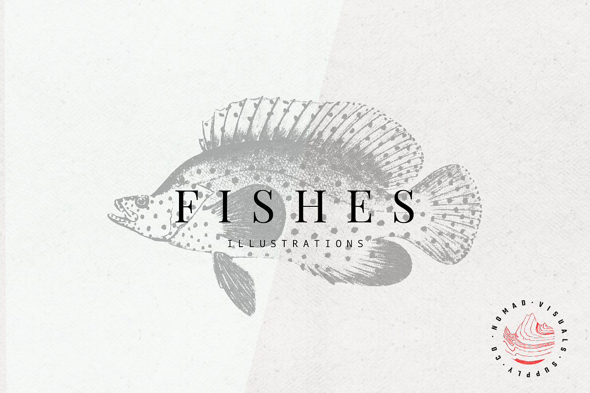 Fish Illustrations, an Object Graphic by Nomad Visuals