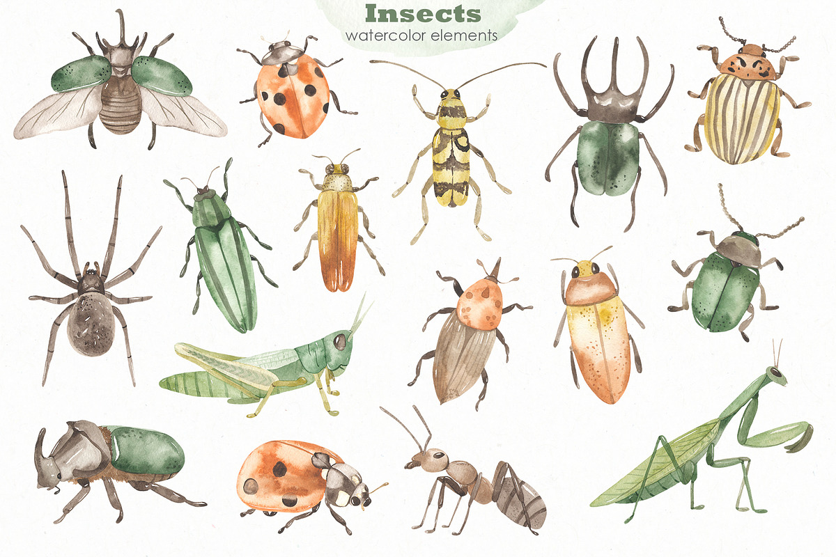 Insects watercolor collection