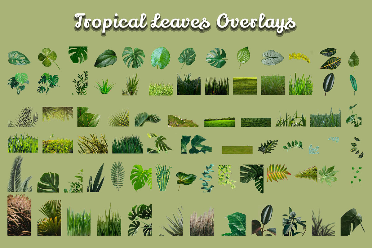 75 Tropical Leaves Photoshop Overlays