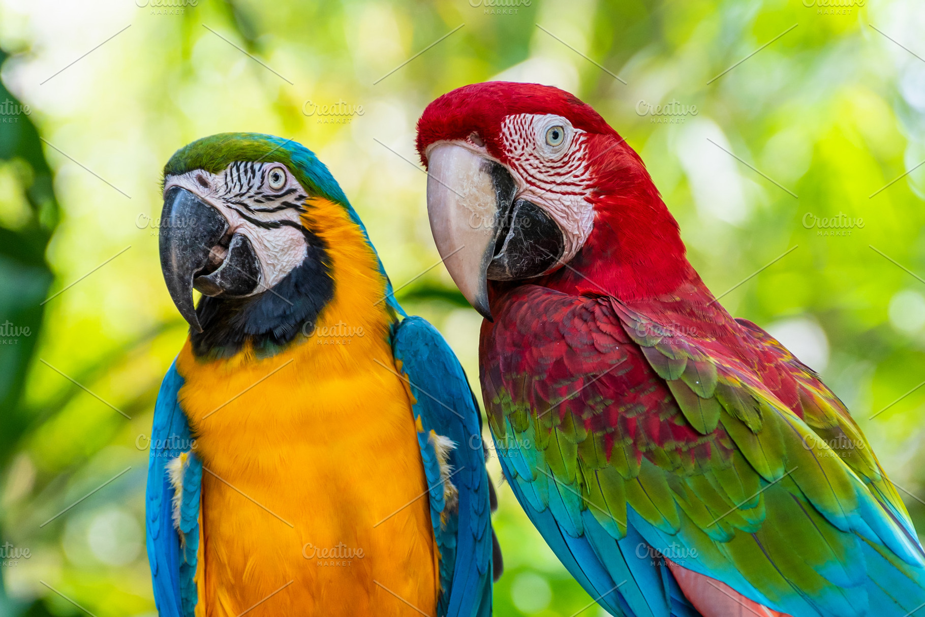 Closeup face of Macaw colorful birds, an Animal Photo by yongkiet ...