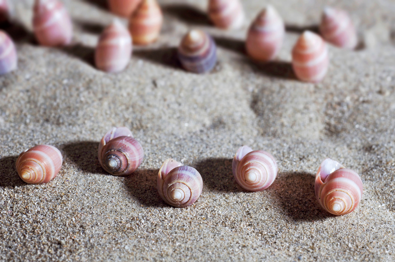 Seashells in beach shells in sand featuring seashells, shells, and ...
