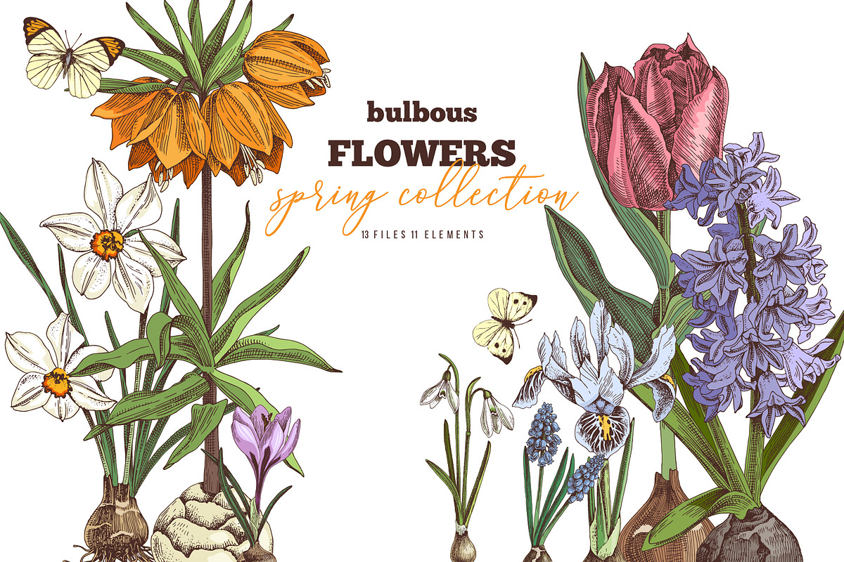 Spring Bulbous flowers, a Decorative Illustration by handsketched