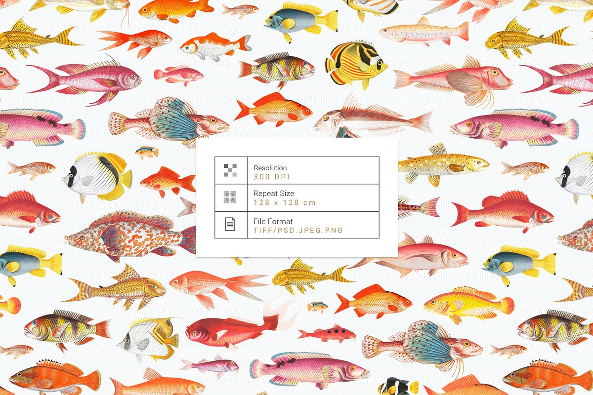 Mulgogi, luxury Fish illustration art.