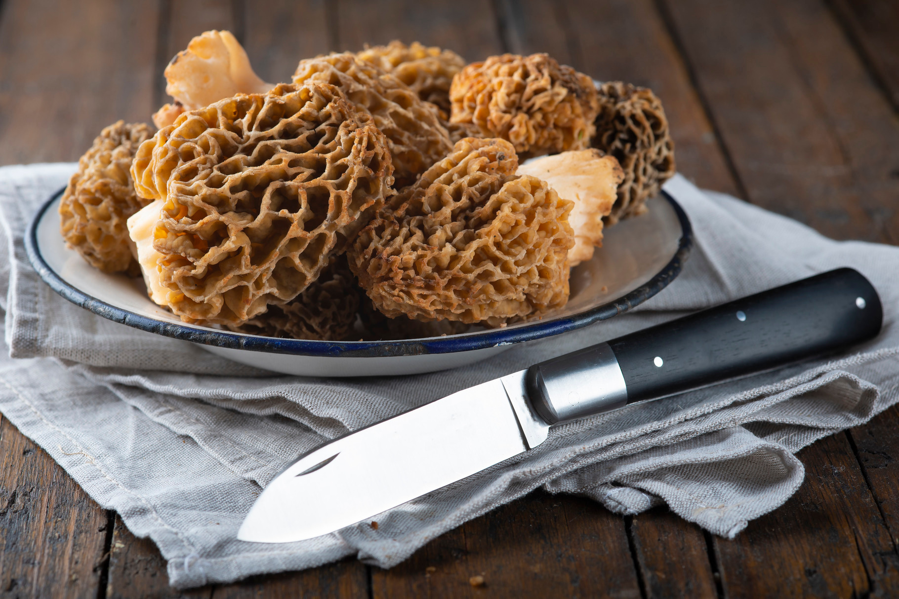 Morchella or morel edible mushrooms, a Food & Drink Photo by Angel ...