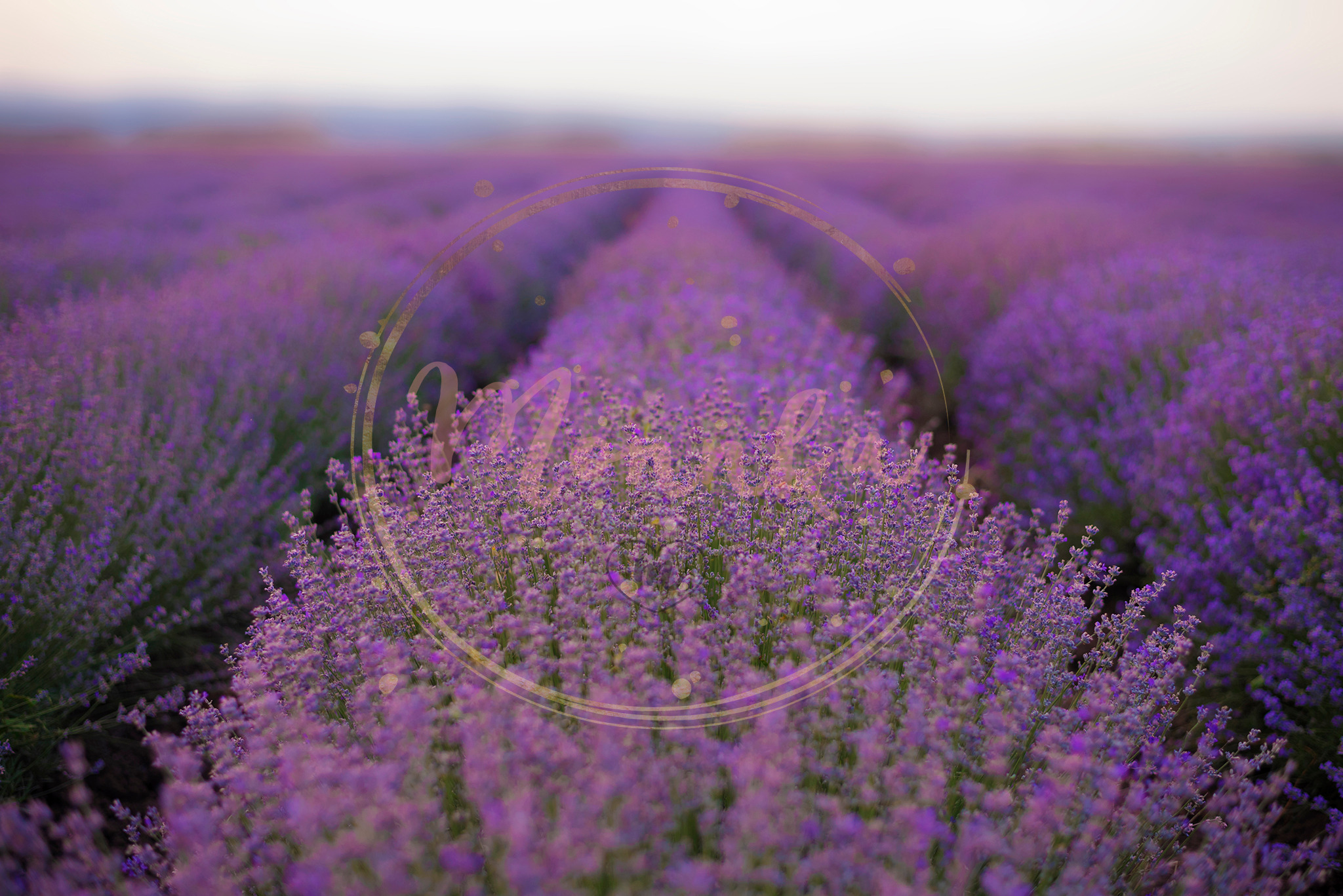 Lavender Fields. Rows Of Lavender, a Nature Photo by MONNKA