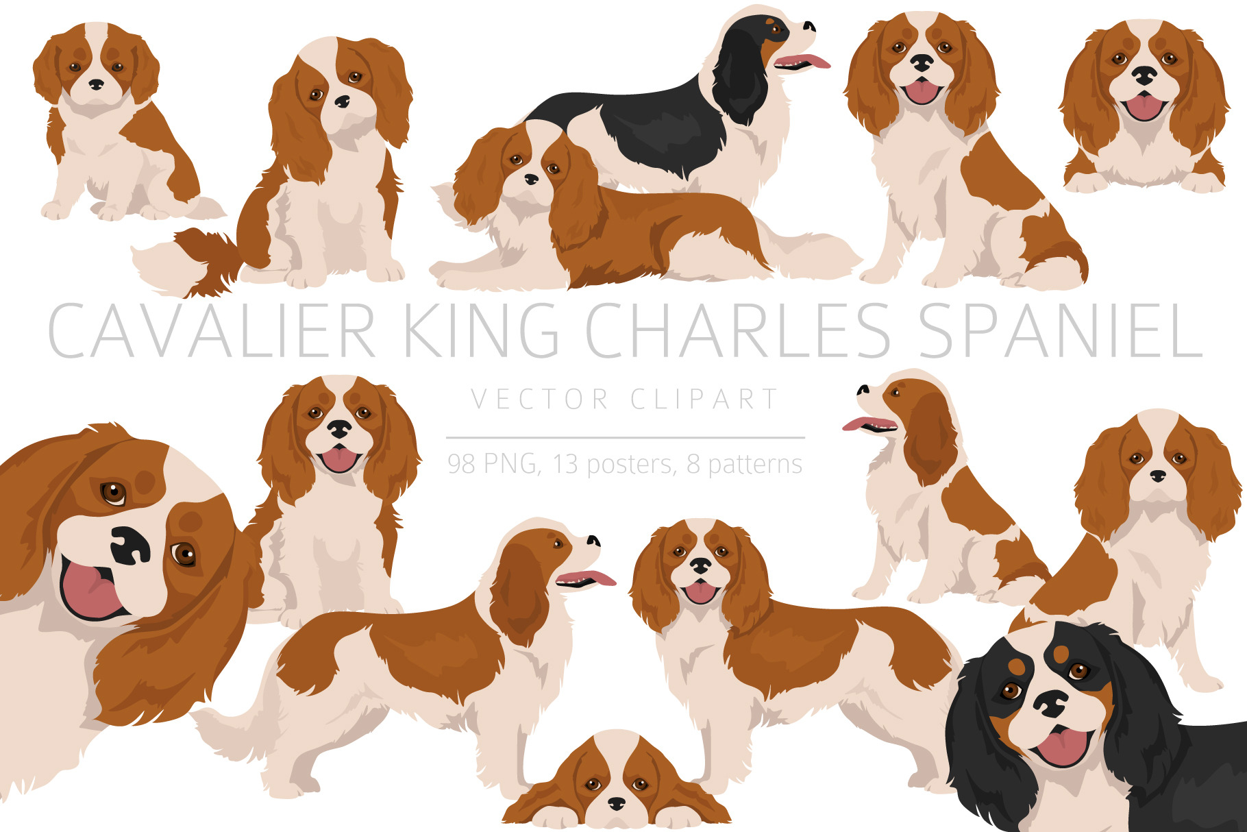 Cavalier King Charles spaniel