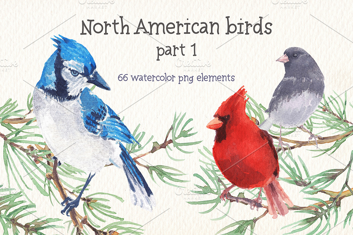 Birds of North America watercolor, an Illustration by Art & Things