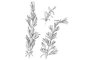 Rosemary Pencil Drawing, a Food Illustration by Anna Repp Illustration