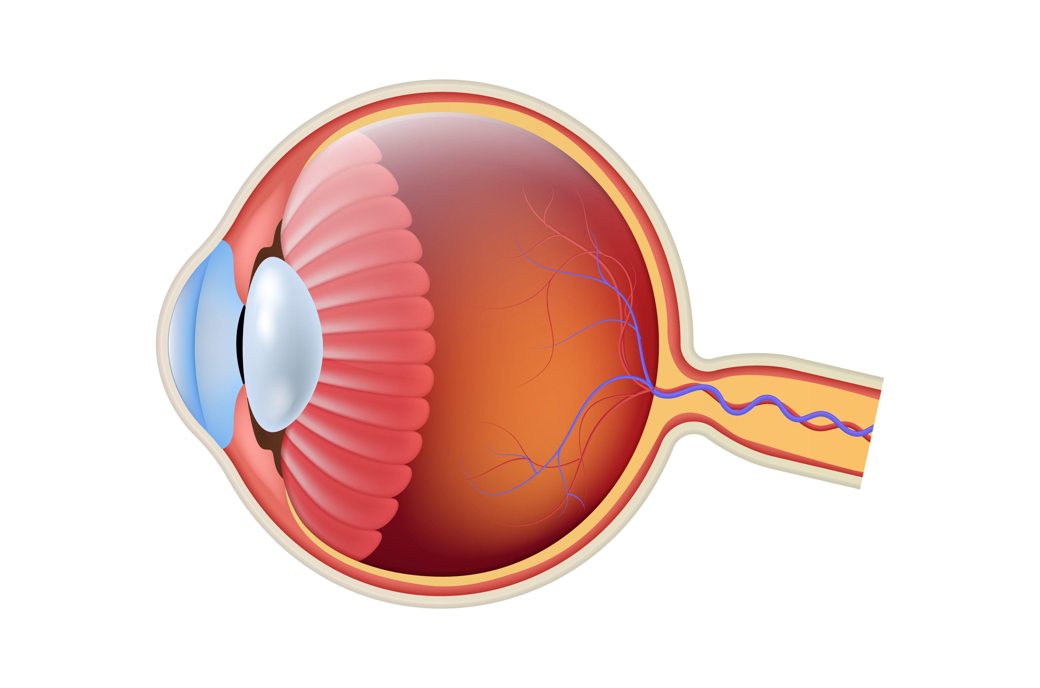 Anatomy eyeball close up side view, an Object Graphic by YummyBuum
