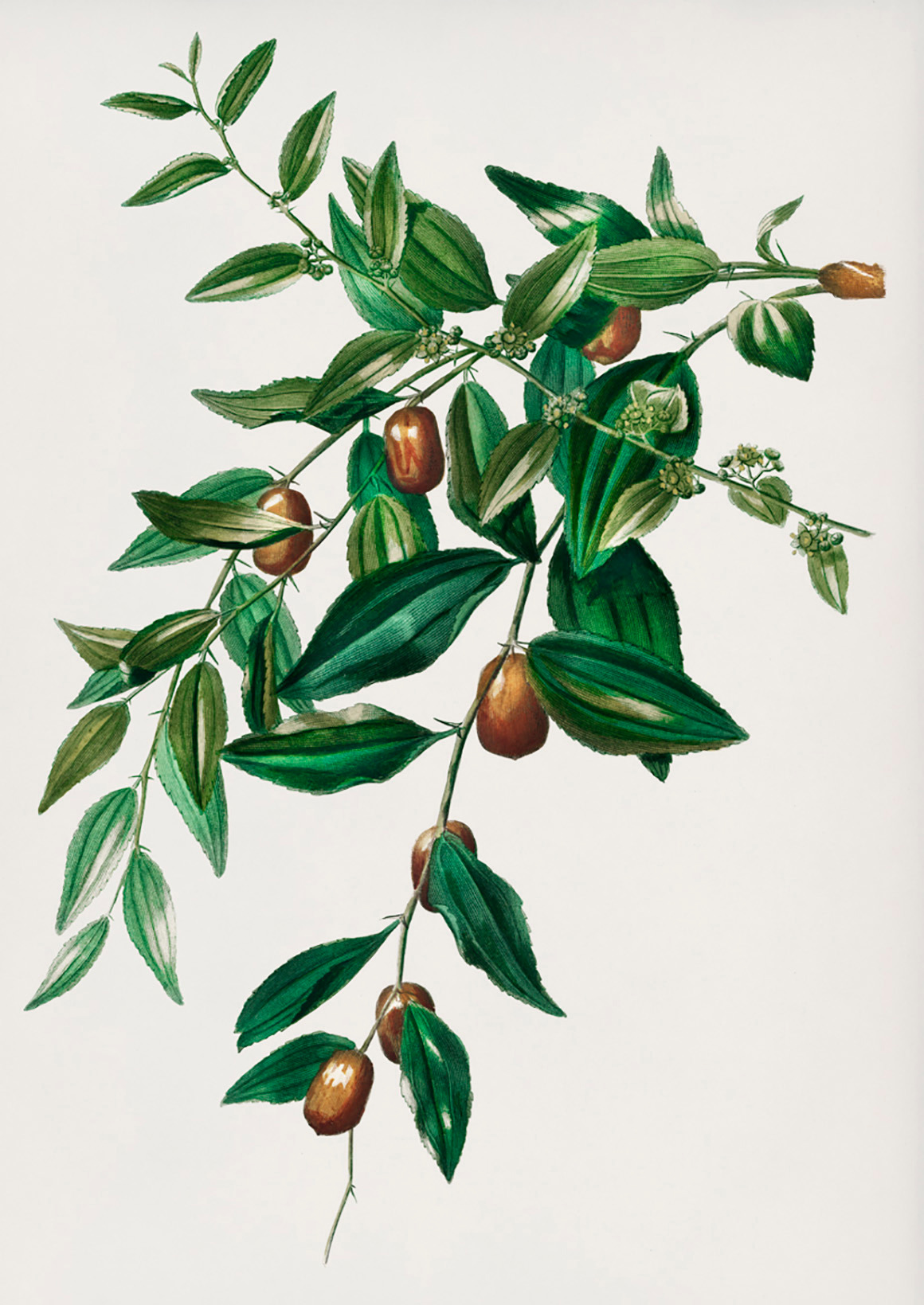 Jujube red date plant psd featuring ancient, antique, and artwork, a ...