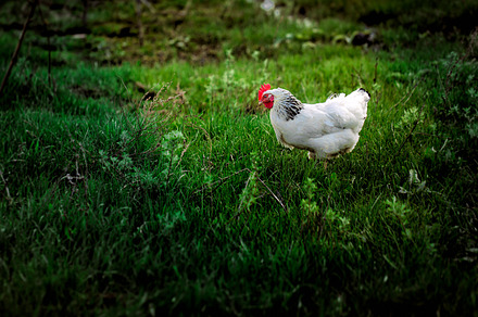 Rustic chicken white coloring on a background of grass featuring grass ...