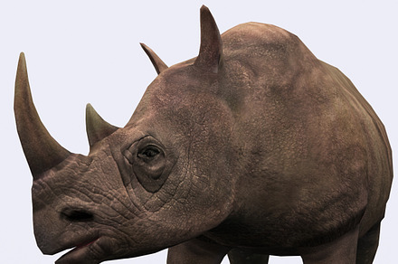 3DRT - Safari animals | Animal 3D Models ~ Creative Market