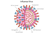 Influenza Virus Structure Diagram, a Healthcare Illustration by AlexArt