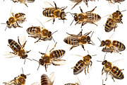 Bees containing animal, antenna, and bee, an Animal Photo by Grafvision ...