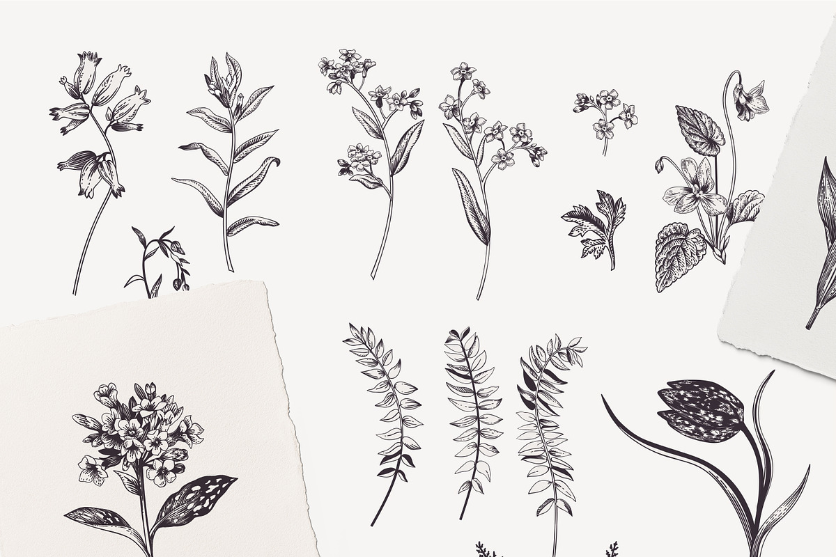 Blooming, an Illustration by Lisla