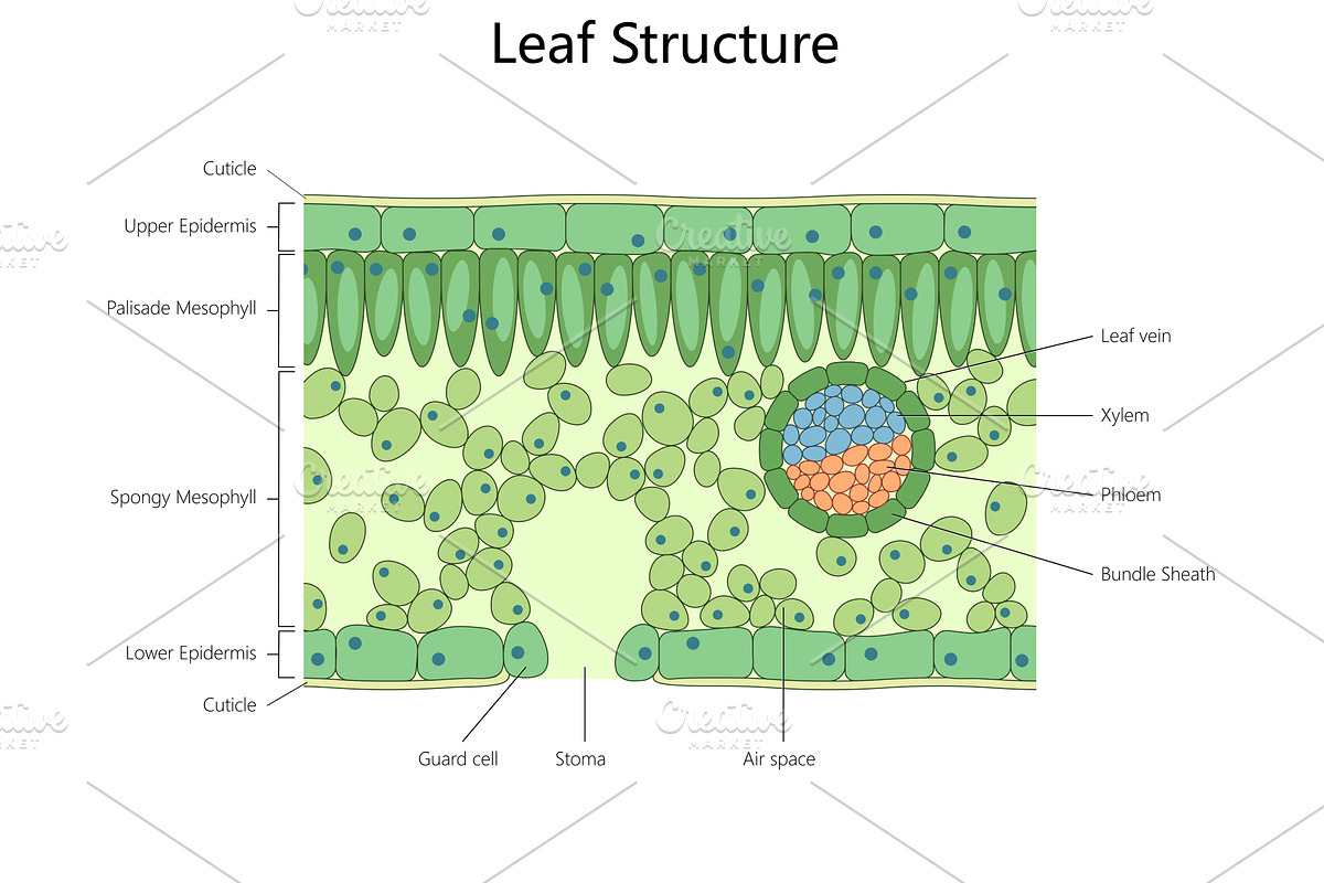 Labeled Diagram of Internal Leaf, an Illustration by AlexArt