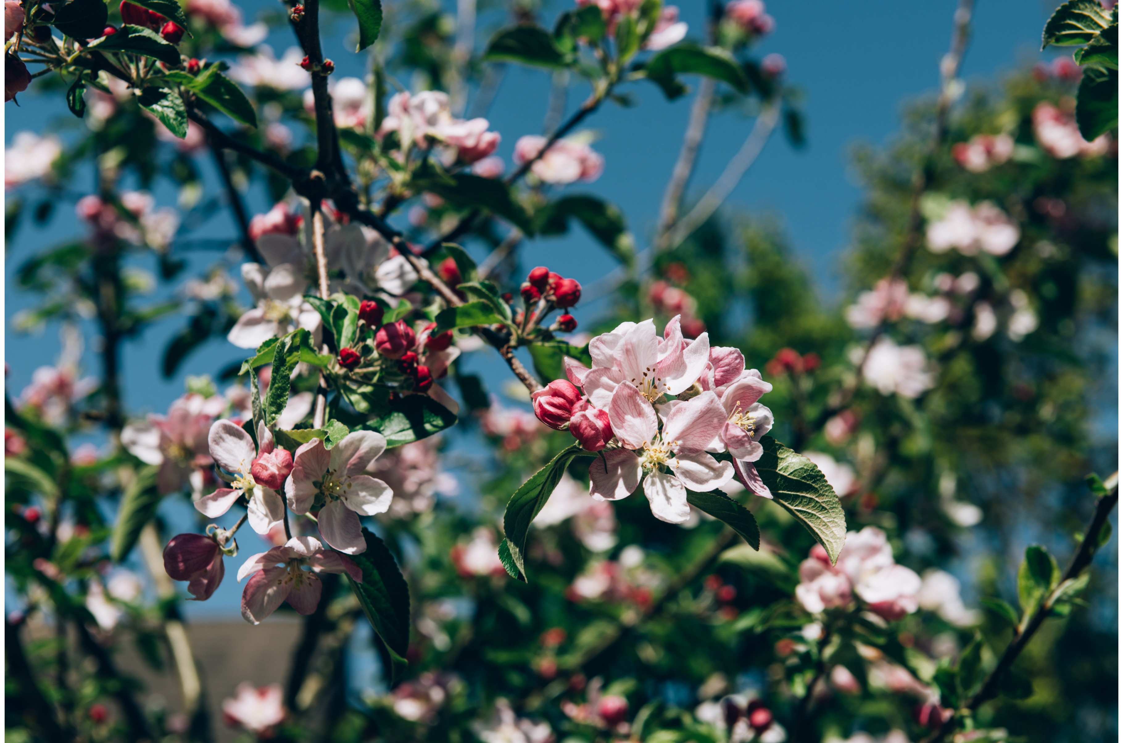 Blooming apple tree, a Nature Photo by MAnuta